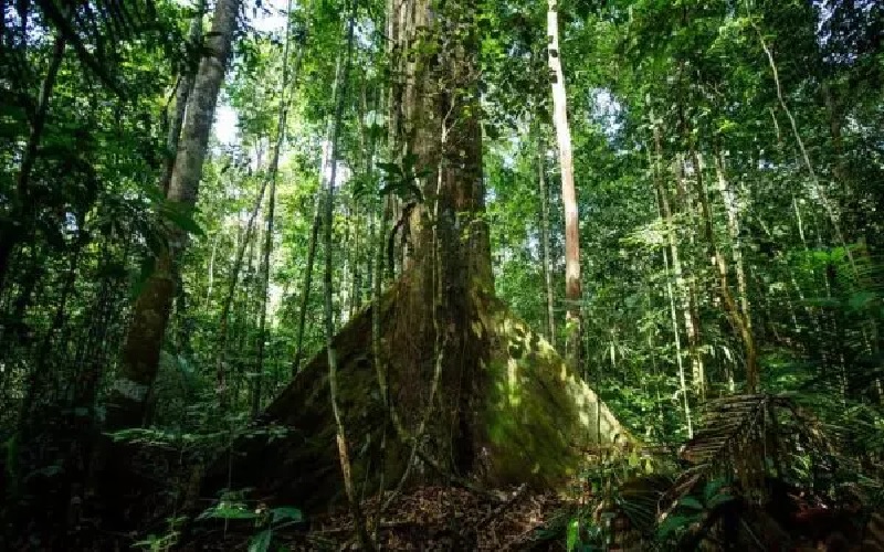 Com R$ 882 milhões, Fundo Amazônia atinge recorde histórico de ...