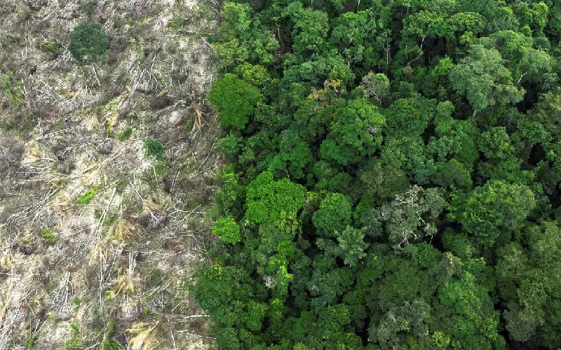Em 40 anos, Amazônia perdeu área de vegetação do tamanho da França ...